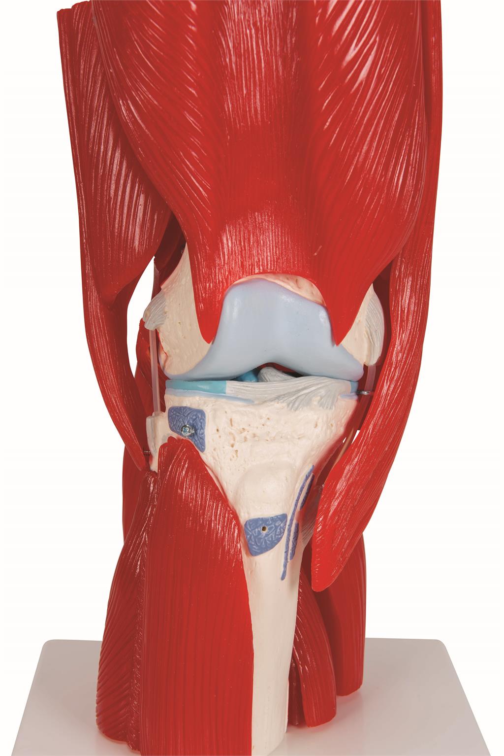 3B Knee Joint with Removable Muscles 12 parts - AlfaCare.se