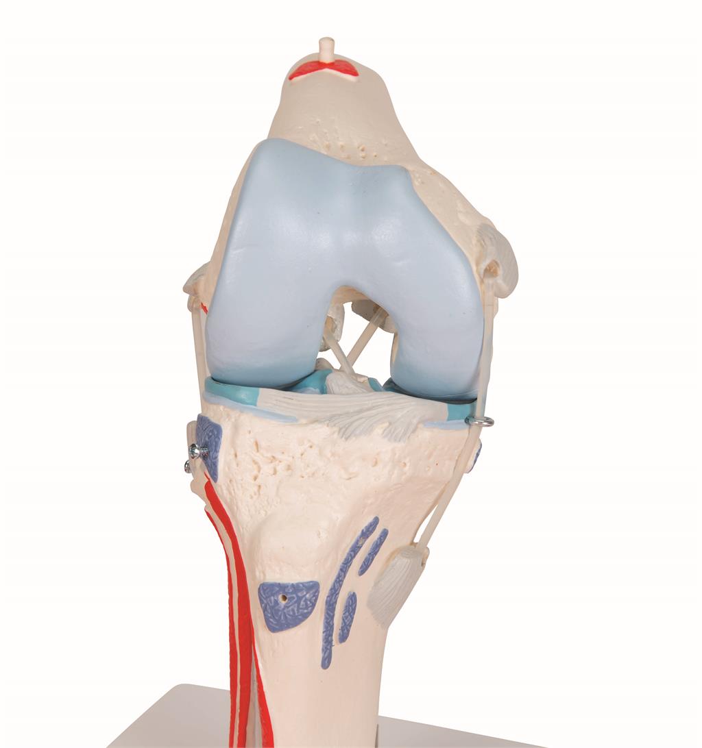 3B Knee Joint with Removable Muscles 12 parts - AlfaCare.se